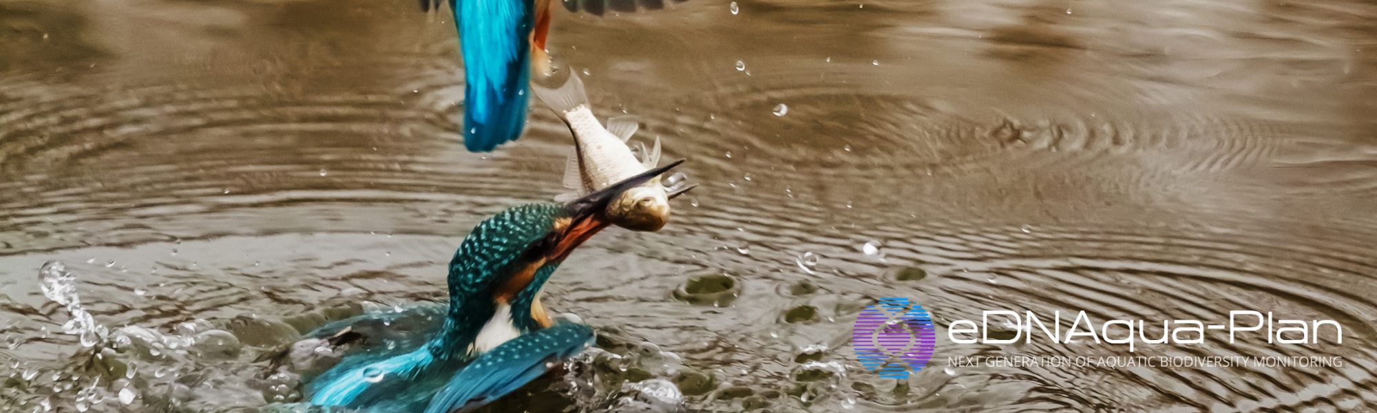 Work Packages - eDNAqua-Plan